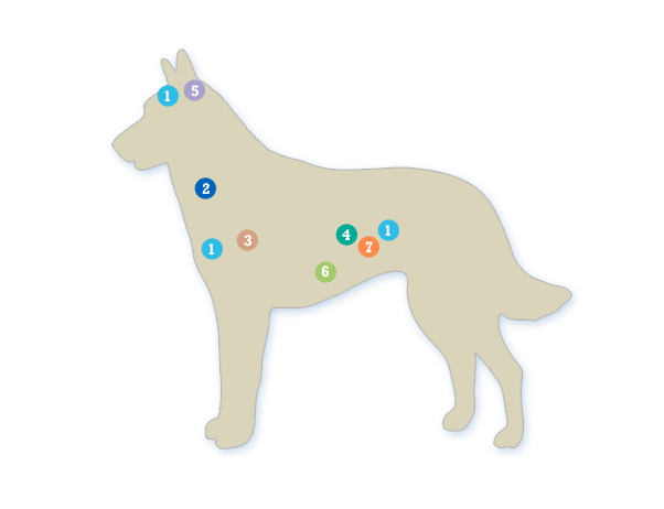 Pet Care | Vaccinations | Diagnostic | Surgical | Dogs Cats Boarding ...